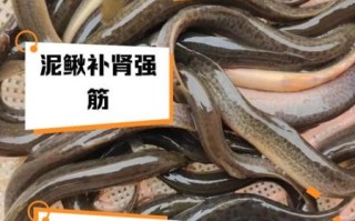 吃泥鳅的好处和坏处_吃泥鳅会上火吗