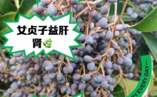 女贞子能提高性功能吗_女贞子怎么吃效果最好