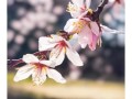 杏花什么时候开_杏花图片怎么拍好看