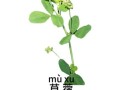 苜蓿菜长什么样_苜蓿菜和紫花苜蓿区别
