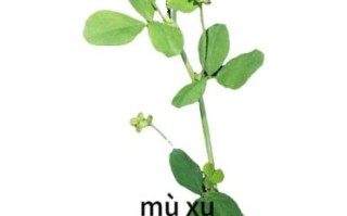 苜蓿菜长什么样_苜蓿菜和紫花苜蓿区别