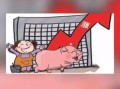2021年底猪价会大涨吗_猪价上涨原因分析