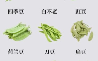 豇豆图片_豇豆怎么挑选