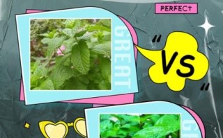 鱼香菜和薄荷的区别_鱼香菜是不是薄荷