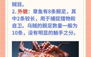 章鱼和八爪鱼的区别_哪个更聪明