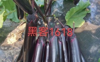 茄子几点开播_茄子直播时间表