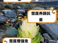 雪莲花泡水能喝几天_雪莲花泡水用量