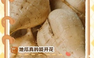 地瓜花图片大全_如何区分品种