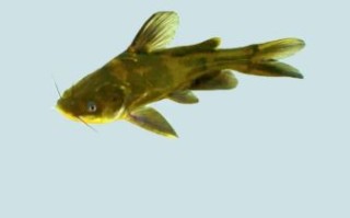 黄颡鱼怎么养_黄颡鱼吃什么长得快