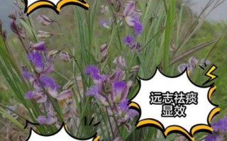 远志的功效与作用及副作用_远志泡水喝的禁忌