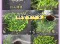 蒜泥空心菜怎么做_蒜泥空心菜焯水多久