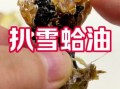 油蛤蟆怎么做_正宗油蛤蟆做法