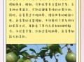 百香果减肥怎么吃_百香果减肥原理