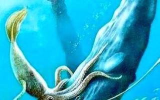大王乌贼vs抹香鲸_谁才是深海霸主