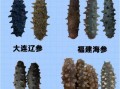 大连野生海参什么牌子最好_如何挑选正宗辽参