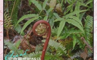 老蕨菜致癌吗_是真的吗