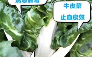 牛皮菜怎么种_牛皮菜的功效与作用