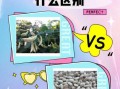 白扁豆图片_白扁豆和扁豆的区别
