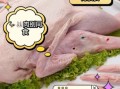 鸭肉和什么食物相克_吃鸭肉不能和什么一起吃