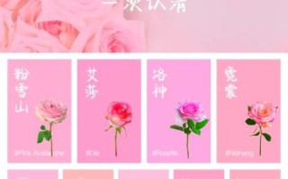 玫瑰花语大全_不同颜色代表什么