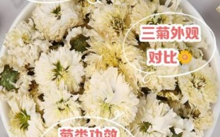 杭菊花图片高清大图_杭菊花与胎菊区别