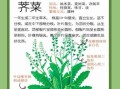 荠菜怎么吃降血压_荠菜降血压的正确吃法