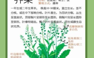 荠菜怎么吃降血压_荠菜降血压的正确吃法