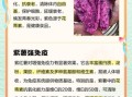 女人吃紫薯有什么好处_紫薯对女性的功效与作用