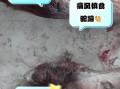 什么人不能吃猪蹄_四种人不宜吃猪蹄