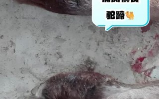 什么人不能吃猪蹄_四种人不宜吃猪蹄