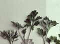 艾蒿图片怎么辨别_艾蒿与艾草区别