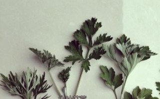 艾蒿图片怎么辨别_艾蒿与艾草区别