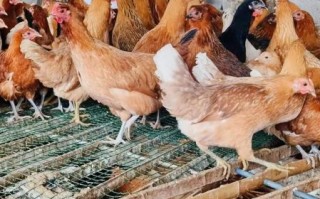 绿壳蛋鸡品种有哪些_哪种产蛋量高