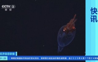 大王酸浆鱿有多大_大王酸浆鱿长什么样