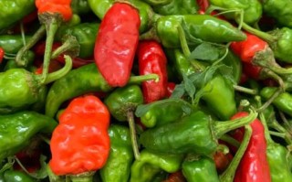 腌辣椒的做法大全10斤配方用多少_10斤辣椒腌多少盐