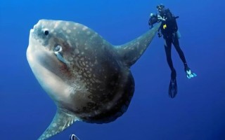 翻车鱼被吃一半还能活吗_翻车鱼再生能力真相