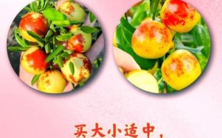 冬枣什么时候成熟_冬枣怎么挑选才甜