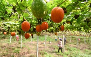 长吊瓜怎么种_长吊瓜什么时候采收