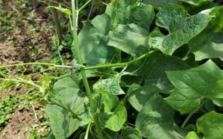 佛手瓜苗长什么样_佛手瓜苗图片怎么辨认