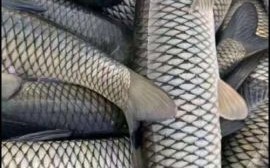 草鱼价格今日价多少钱一斤_草鱼批发最新行情