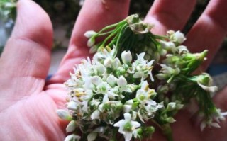 野韭菜花怎么做好吃_野韭菜花做法大全