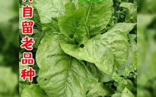 莙荙菜怎么炒好吃_莙荙菜焯水几分钟