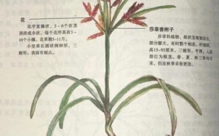 香附子长什么样_香附子图片怎么辨别真假