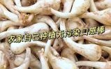 荞头和蒜头的区别_荞头是不是蒜头