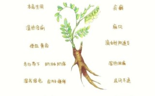 苦参的功效与作用_苦参能治什么病