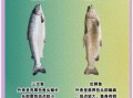 虹鳟鱼是什么鱼_虹鳟鱼和三文鱼的区别