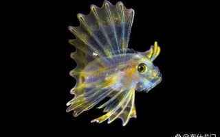 深海鱼类图片大全_深海鱼为什么发光