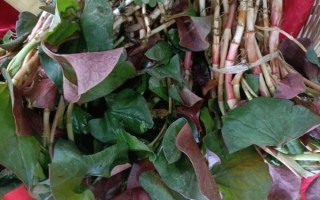 鱼腥草怎么吃最健康_鱼腥草凉拌还是煮水好