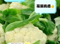花菜的功效与作用禁忌_什么人不能吃花菜