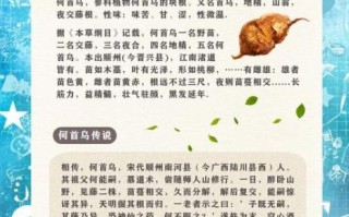 何首乌怎么吃生发_何首乌生发正确吃法